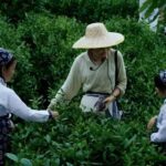 From Shanghai: 7-Day Tour to Huangshan, Hangzhou & Wuzhen - Why This Tour Is a Good Deal