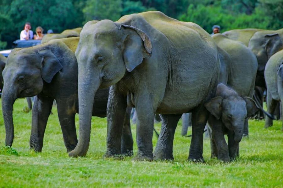 From Trincomalee: Minneriya National Park 4X4 Jeep Safari - Considering the Price and Value