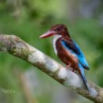 From Udaipur: Authentic Village Safari Experience - What Makes the Jeep Ride Special