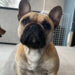 Fukuoka Photo Activity Experience with Large Dogs - What to Expect During Your Visit