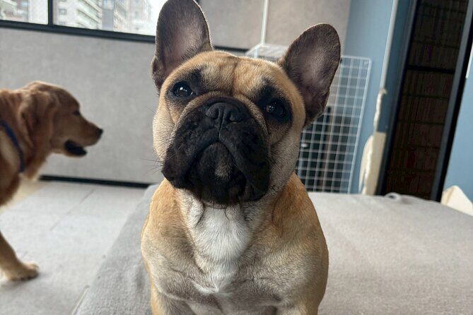 Fukuoka Photo Activity Experience with Large Dogs - What to Expect During Your Visit