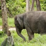 Full Day Elephant Sanctuary Tour with lunch Local food - Analyzing the Value