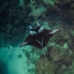 Full Day Water Experience Eco snorkeling and Jet ski with lunch - Special Features and What They Mean for You