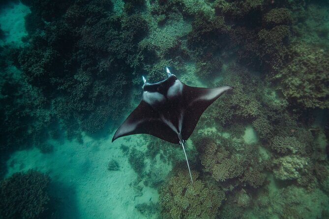 Full Day Water Experience Eco snorkeling and Jet ski with lunch - Special Features and What They Mean for You