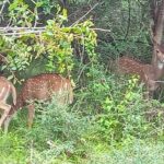 Fully Private Udawalawe National Park Safari Tour - What Makes This Tour Special?