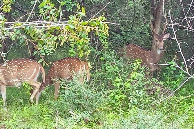 Fully Private Udawalawe National Park Safari Tour - What Makes This Tour Special?