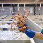 Geraldton: Behind-The-Scenes Ocean Harvest Tour - The Details that Matter