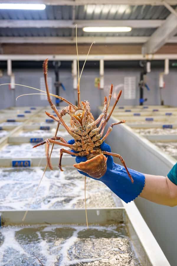 Geraldton: Behind-The-Scenes Ocean Harvest Tour - The Details that Matter