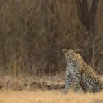 Gir National Park: Official Lion Safari with Hotel Pickup - What to Expect from the Gir National Park Safari