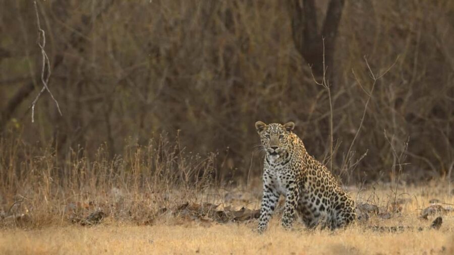 Gir National Park: Official Lion Safari with Hotel Pickup - What to Expect from the Gir National Park Safari
