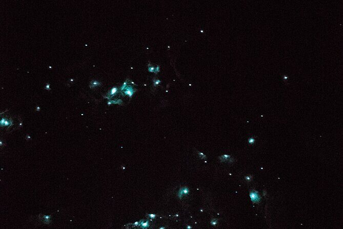 Glow Worm Caves Express Tour in Bay of Islands - The Sum Up