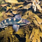 Goat Island Experience Advanced Snorkel Tour - What You’ll Love About the Experience