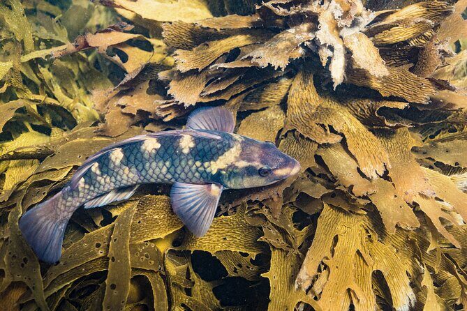 Goat Island Experience Advanced Snorkel Tour - What You’ll Love About the Experience