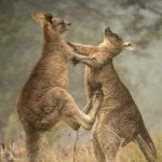 Great Ocean Road 12 Apostles Tour - Less crowd more highlights - Transportation, Group Size, and Overall Value