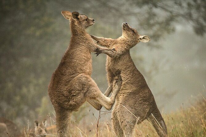Great Ocean Road 12 Apostles Tour - Less crowd more highlights - Transportation, Group Size, and Overall Value
