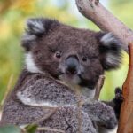 Great Ocean Road and Wildlife Tour for Backpackers aged 18-35 - Additional Practical Details