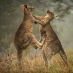 Great Ocean Road Hidden Coastal Gems Full Day Explorer -Tour - What’s the Experience Like?