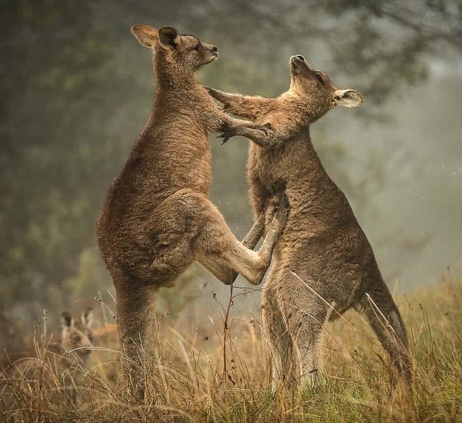 Great Ocean Road Hidden Coastal Gems Full Day Explorer -Tour - What’s the Experience Like?