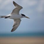 Great Sandy Straits Seven Island Ultimate Wildlife Cruise - FAQs