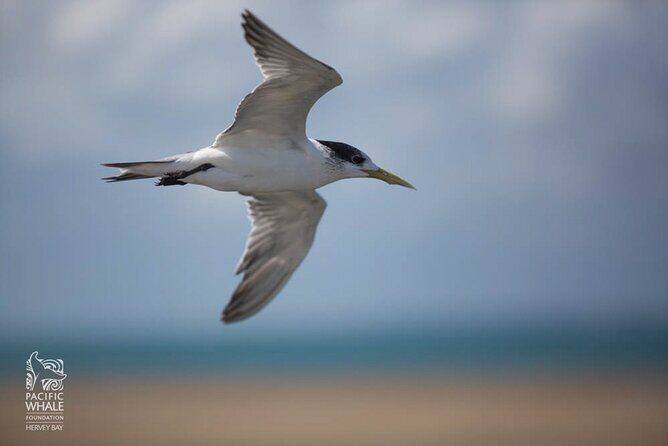 Great Sandy Straits Seven Island Ultimate Wildlife Cruise - FAQs