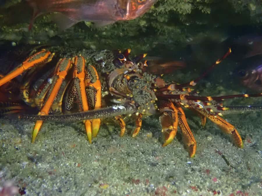 Guided Shore Dive Tour for Certified Divers - Value and Practicalities