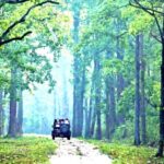 Gujarat: Gir National Park Guided Jeep Safari - Who Should Consider This Tour?
