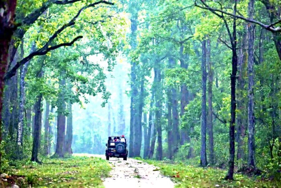 Gujarat: Gir National Park Guided Jeep Safari - Who Should Consider This Tour?