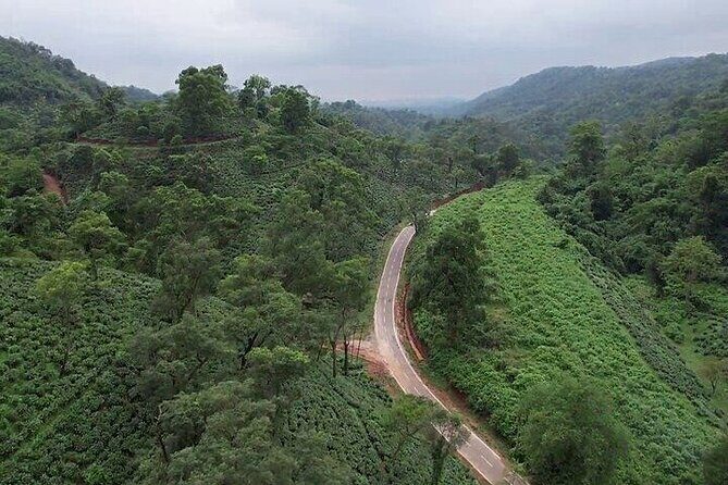 Guwahati Tea Garden Tour with Lunch & Hi Tea (Premium Experience) - The Itinerary in Detail