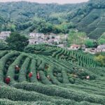 Half-Day Hangzhou Jiuxi Stream and Tea Plantation Experience - The Itinerary in Detail