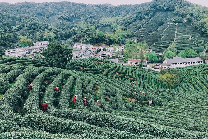 Half-Day Hangzhou Jiuxi Stream and Tea Plantation Experience - The Itinerary in Detail