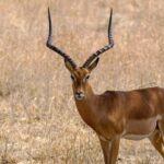 Half-Day Panna Safari: Guaranteed Tiger Sightings - An In-Depth Look at the Panna Safari Experience