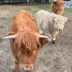 Highland Cow Experience - What to Expect on the Itinerary
