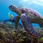 Hikkaduwa Snorkeling Tour: 2 Hours of Underwater Adventure - The Value of This Tour