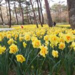 Hitachi Seaside Park & Nakaminato fish market tour - Authenticity and Local Flavor