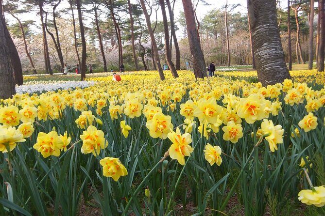 Hitachi Seaside Park & Nakaminato fish market tour - Authenticity and Local Flavor