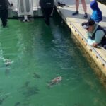 Hole in the Rock Cruise & Island Stopover (Half Day) - Island Stopovers & Lookout Walks