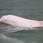 Hong Kong: Lantau Island & Tai O Cruise, Skip The Line Cable Car - Real Traveler Perspectives