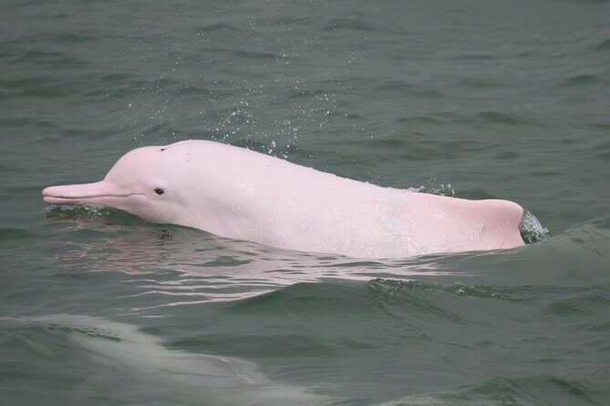 Hong Kong: Lantau Island & Tai O Cruise, Skip The Line Cable Car - Real Traveler Perspectives