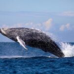 Humpback Whale Encounter Tour from Newcastle - The Itinerary in Detail