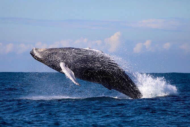 Humpback Whale Encounter Tour from Newcastle - The Itinerary in Detail