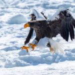 Icebreaker GARINKO GO III Cruise Explore Ice and Snow Tour - The Itinerary in Detail