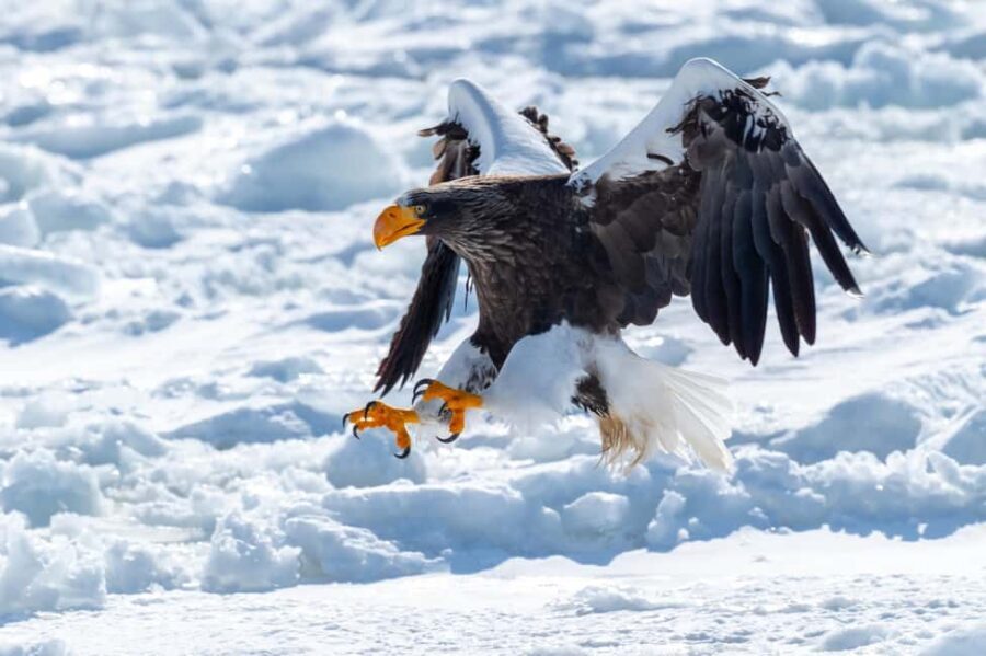 Icebreaker GARINKO GO III Cruise Explore Ice and Snow Tour - The Itinerary in Detail