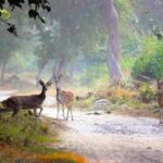 India: Golden Triangle & Jim Corbett National Park Tour - What Makes This Tour Stand Out?