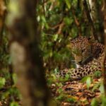 Jaipur: Discover the Hidden Leopards of Jhalana - Why This Tour Offers Good Value