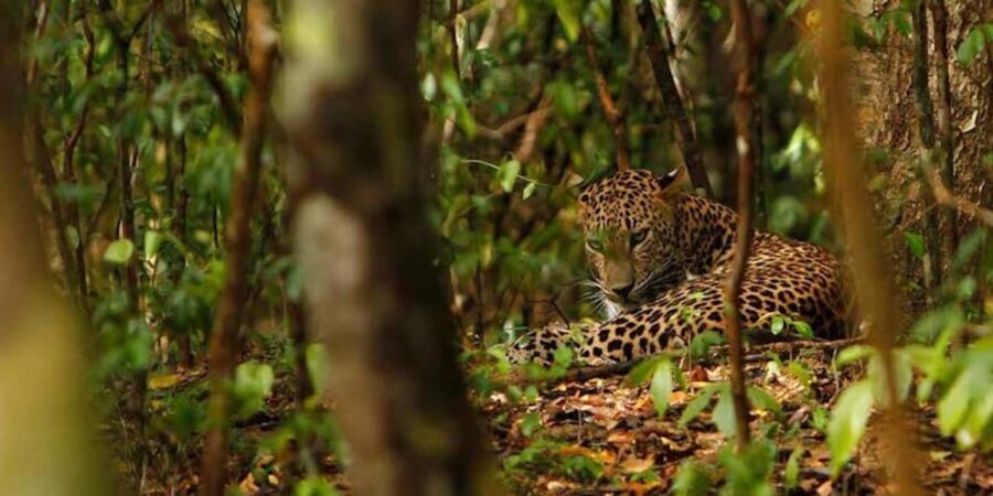 Jaipur: Discover the Hidden Leopards of Jhalana - Why This Tour Offers Good Value