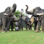 Jaipur Elephant Experience: Bond, Connect, and Learn - Practical Tips for Travelers