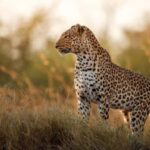 Jaipur: Half-Day Jhalana Leopard Safari with Guide - What Makes This Tour Stand Out?