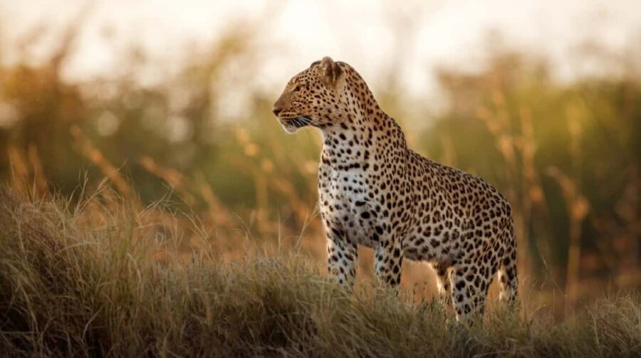 Jaipur: Half-Day Jhalana Leopard Safari with Guide - What Makes This Tour Stand Out?