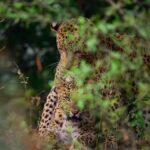 Jaipur: Jhalana/amagarh Leopard Safari - Why This Safari Matters