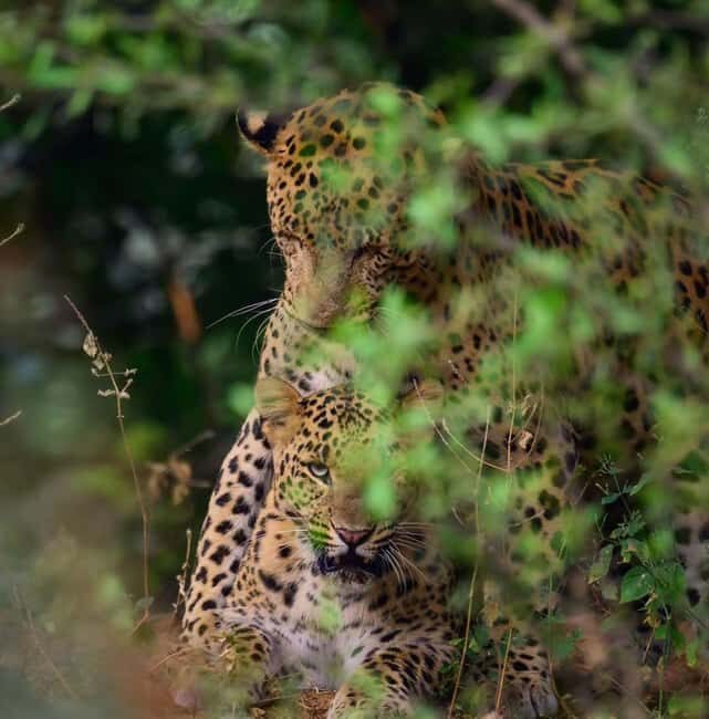 Jaipur: Jhalana/amagarh Leopard Safari - Why This Safari Matters